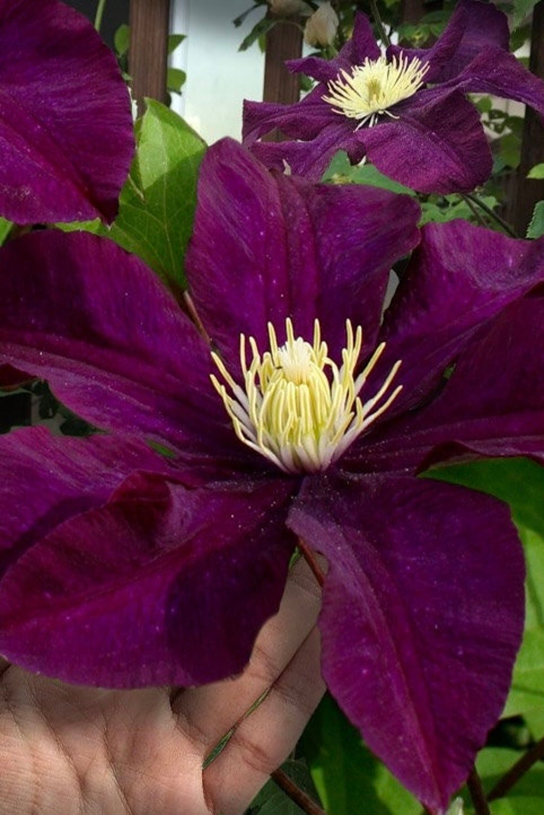 Clematis Warsaw Nike, Dark Purple Red Clematis 1 Gallon Pot, Well ...