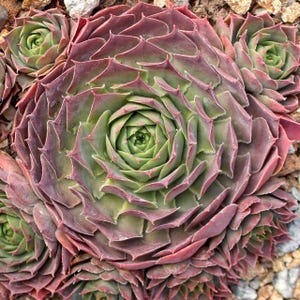 Succulent, Hens and Chicks, Sempervivum El Toro 3 Rosettes Without ...