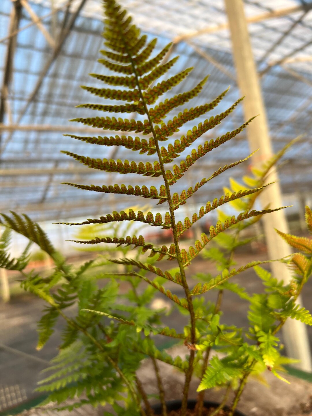 Dryopteris Pulcherrima | Beautiful Wood Fern | Hardy Deciduous Fern ...