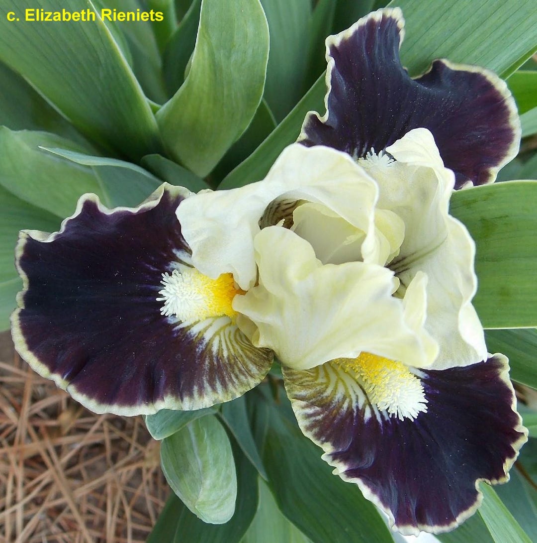 Iris 'coconino' | Dwarf Bearded Iris - 1 Bareroot Rhizome - Etsy