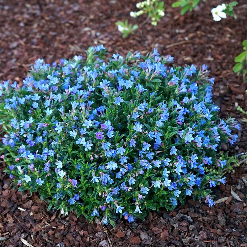 Blue Flower Plant - Etsy