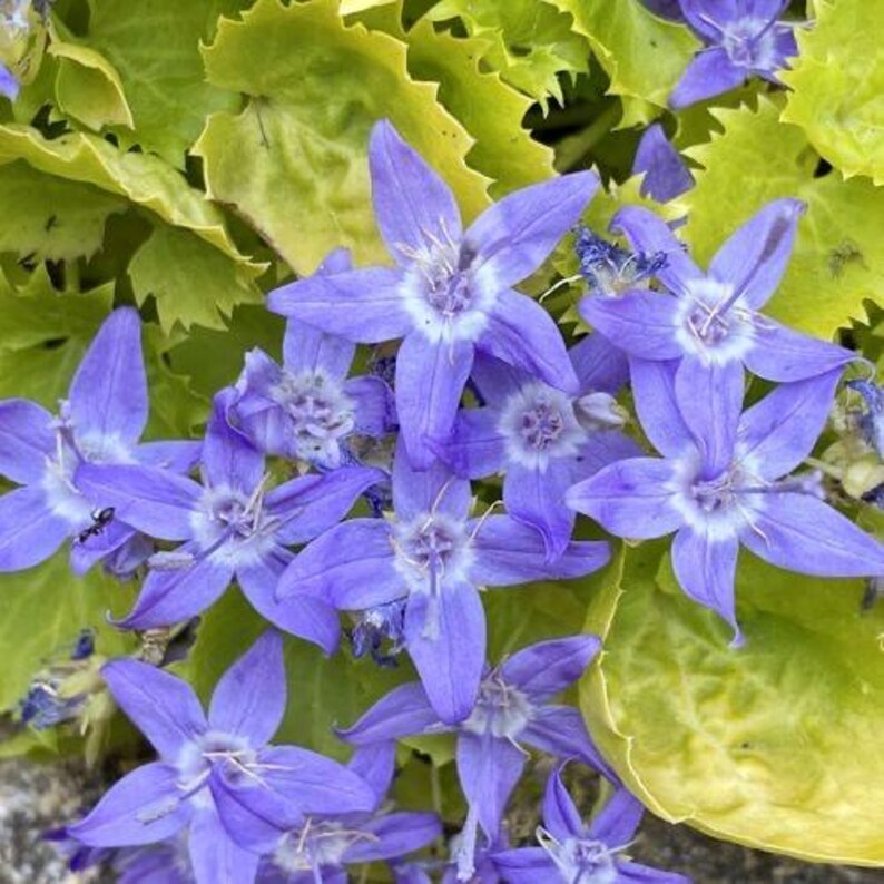 Campanula ‘dickson’s Gold’ | Golden-leaved Bellflower, Evergreen ...