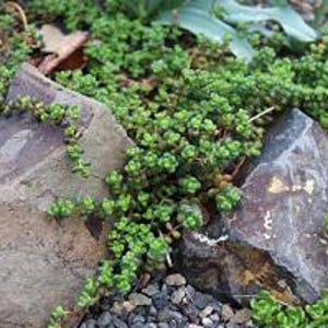 Sedum Divergens, Native Cascade Spreading Stonecrop, Old Man's Bones ...