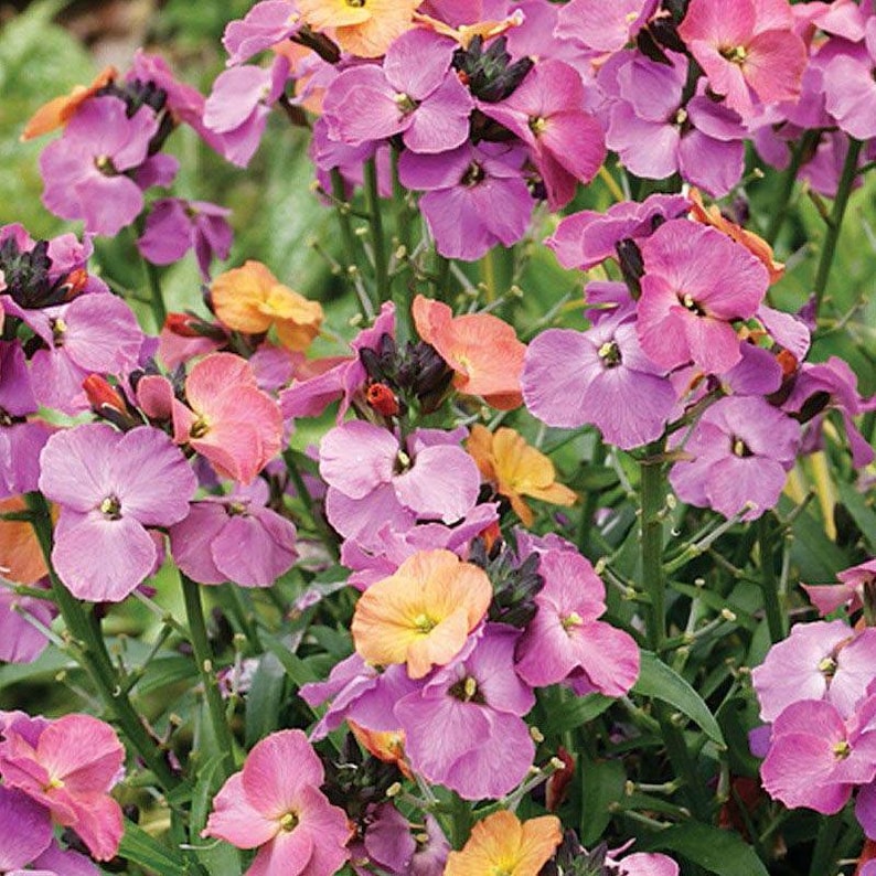 Erysimum 'winter Sorbet Improved' | Compact Perennial Wallflower, Early ...