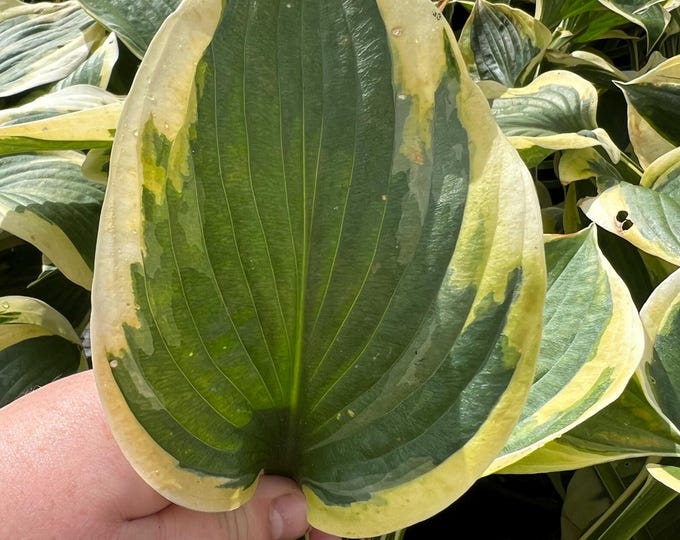 Hosta 'twilight' | Medium Variegated Green and Creamy Gold Hosta | Sun ...
