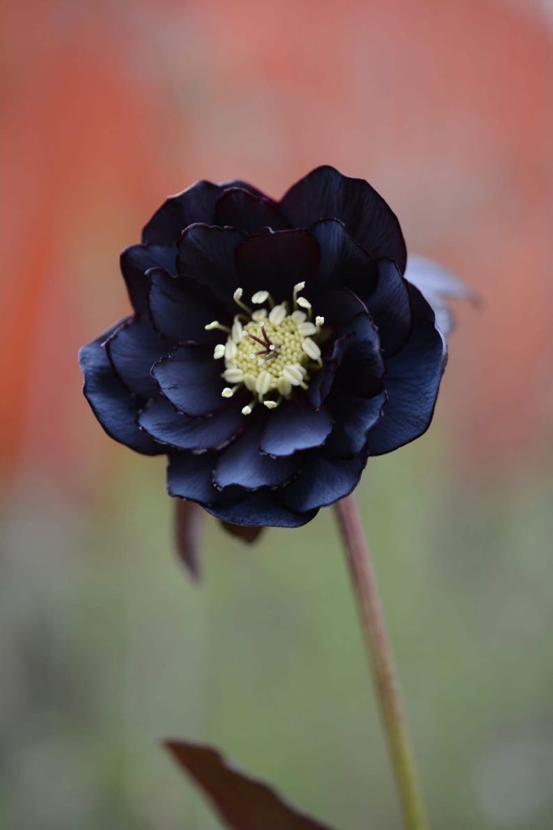 Lenten Rose 'onyx Odyssey' | Winter Jewels Series, Evergreen Perennial ...