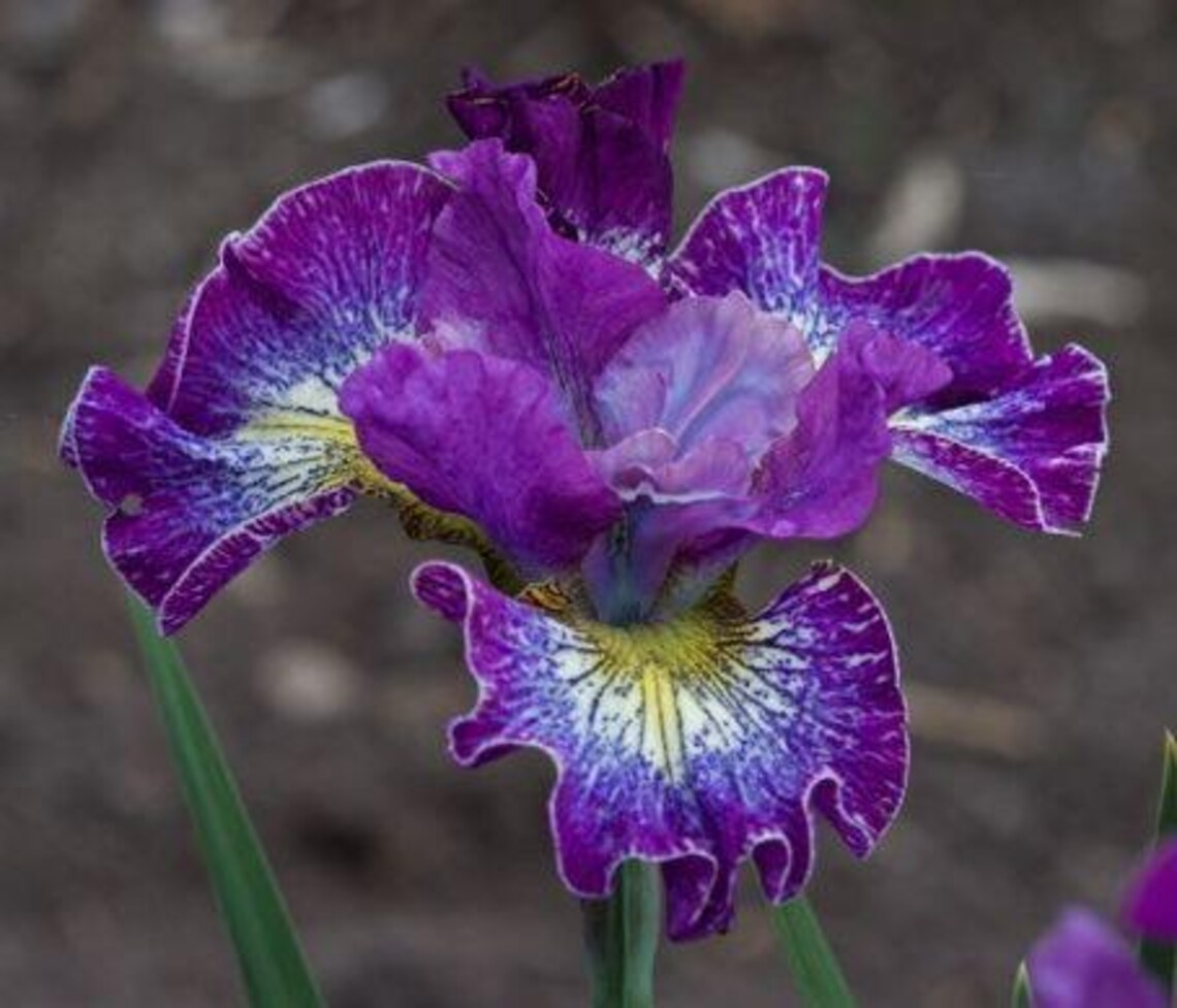 Iris Sibirica 'how Audacious' | Siberian Iris | Hardy Perennial | USDA ...