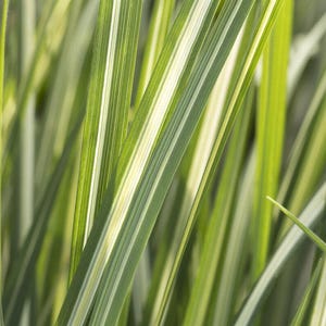 Calamagrostis ‘avalanche’ | White Variegated Feather Reed Grass | Large ...