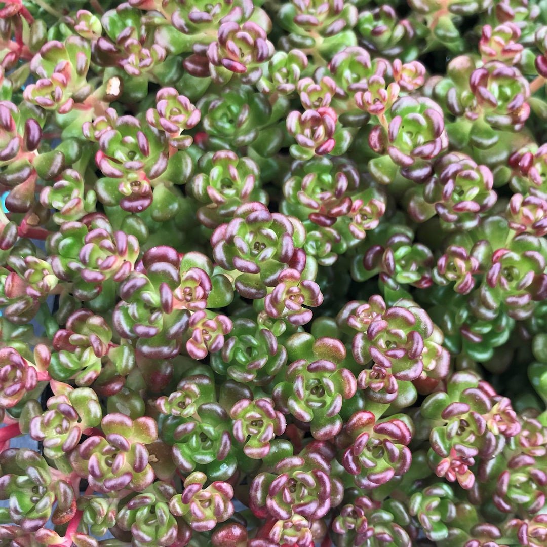 Sedum Oreganum | Pacific Native Stonecrop | Evergreen | Drought ...