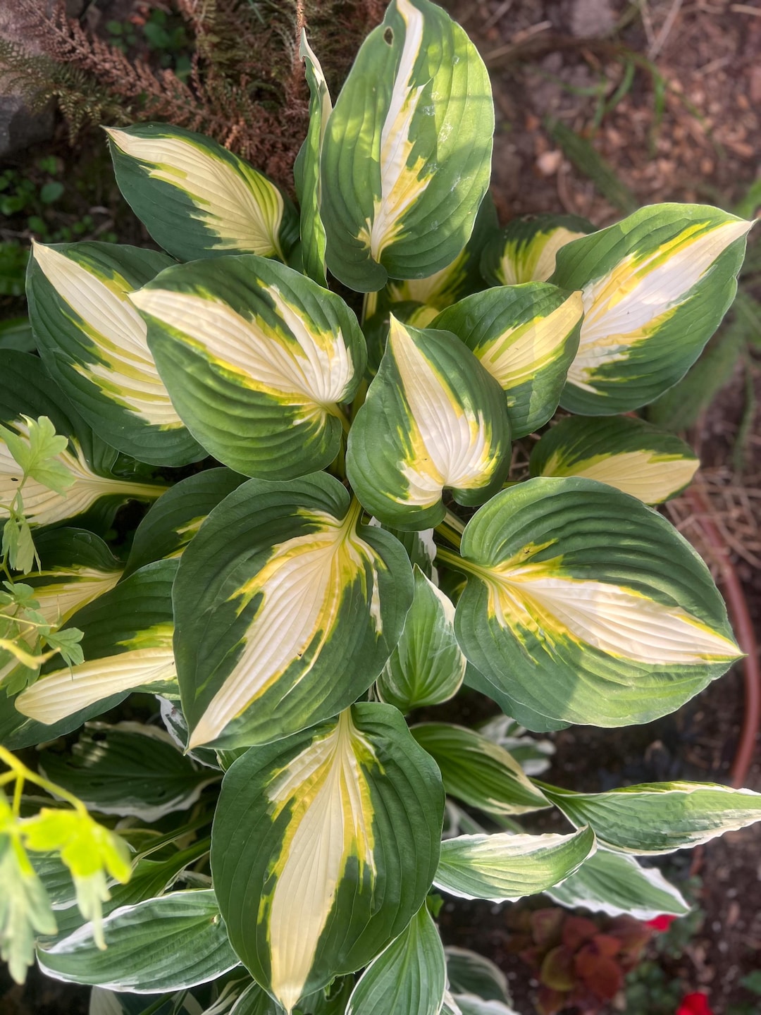 Hosta Vulcan, Variegated Hosta 1 Bareroot Clump - Etsy
