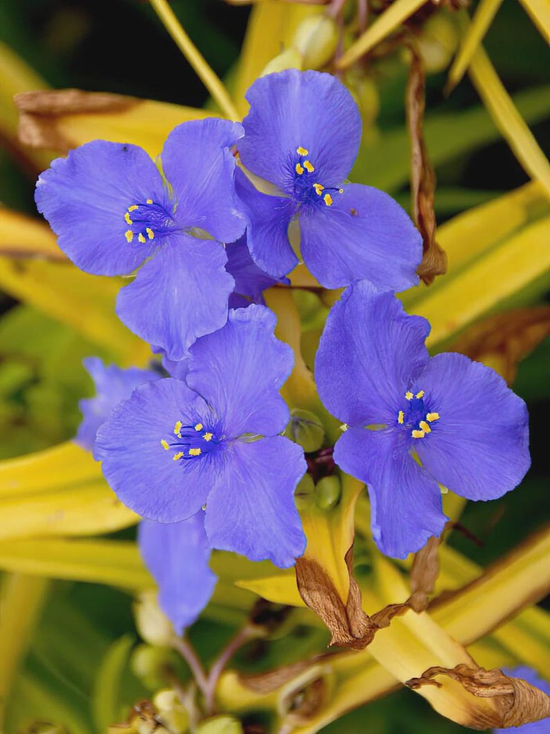 Tradescantia 'sweet Kate' | Golden Spiderwort, Unique Flowering ...