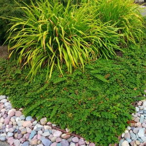 Rubus Calycinoides | Evergreen Creeping Raspberry | Formoran Carpet ...