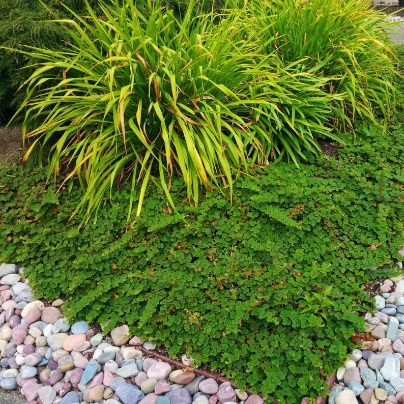 Rubus Calycinoides | Evergreen Creeping Raspberry | Formoran Carpet ...