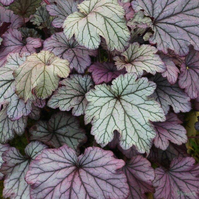 Heuchera 'spellbound' | Coral Bells, Semi-evergreen - Multiple Size ...