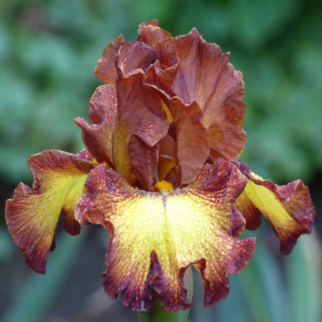 Iris 'bee My Honey' | Ruby Red and Bright Yellow Bearded Iris ...