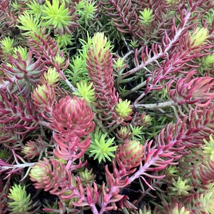 Sedum Solar Spice, Stonecrop Succulent, Cold Hardy Evergreen Carpet ...