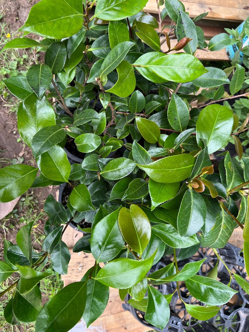 Camellia Sasanqua 'october Magic Ruby' | Evergreen Flowering Shrub ...