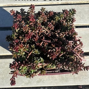 Sedum Red Ice, Red White Stonecrop Succulent, Cold Hardy Evergreen ...