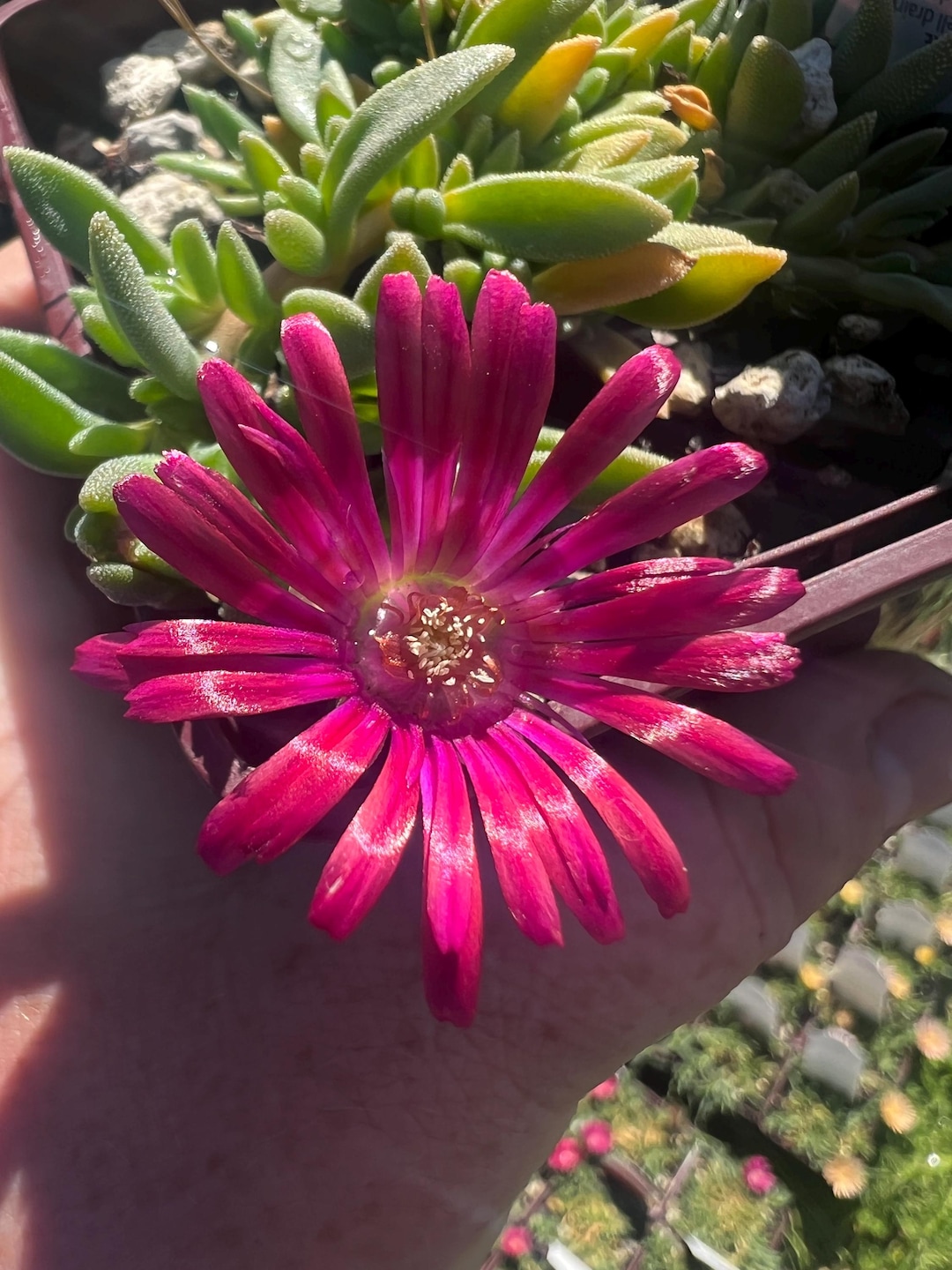 Delosperma Granita Raspberry | Ice Plant | Succulent Groundcover ...