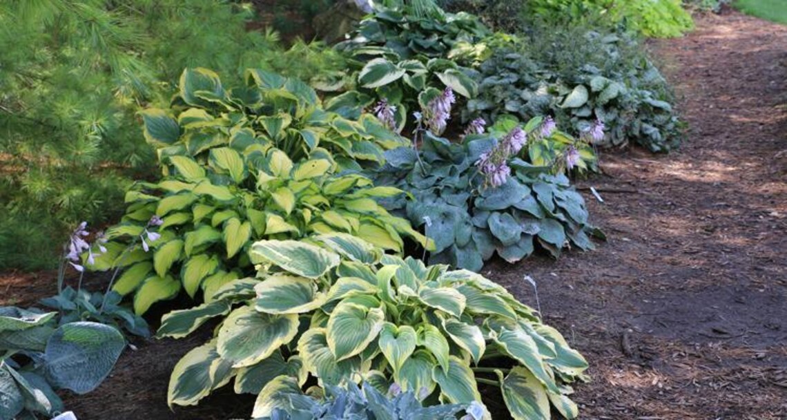 Hosta - 5-10 Different Hosta Varieties | Grower's Choice Selection ...