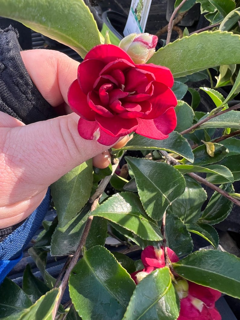 Camellia Sasanqua 'october Magic Ruby' | Winter Blooming Evergreen ...