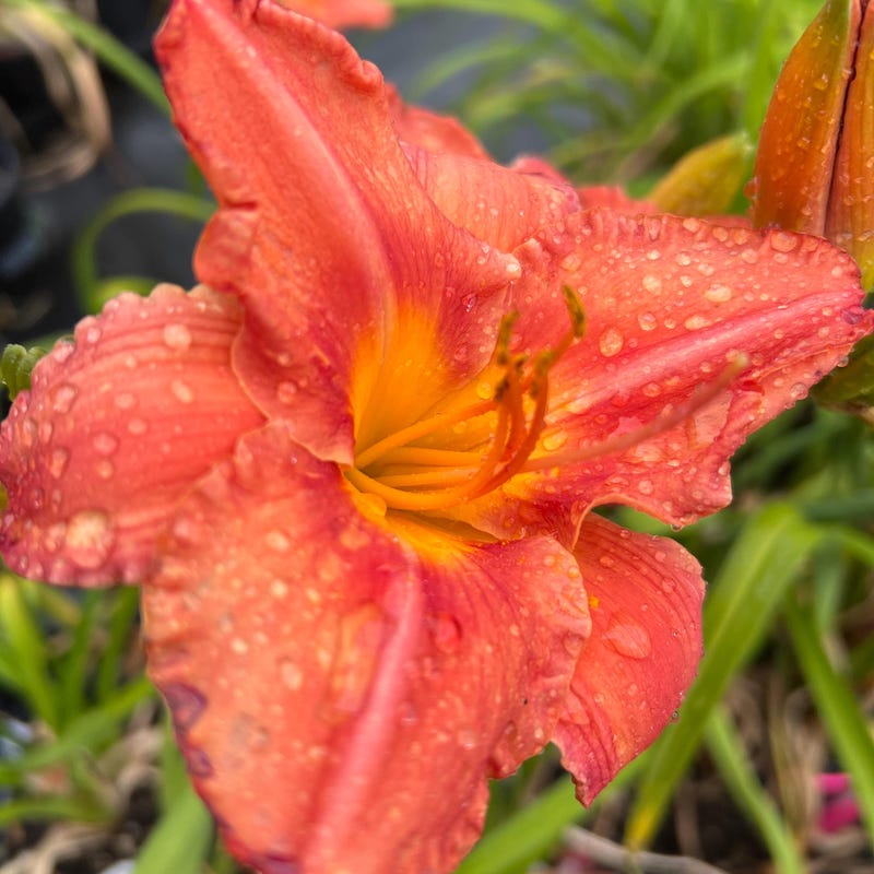 Heirloom Daylilies - Etsy