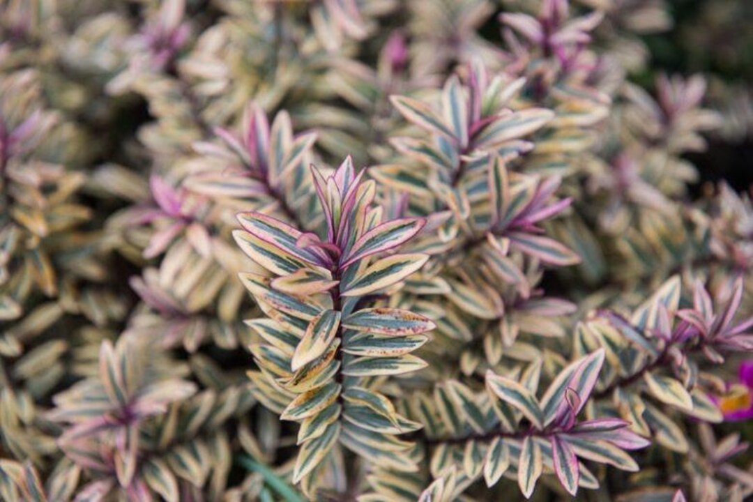 Hebe 'purple Shamrock' | Variegated Evergreen Shrub | Flowering | USDA ...