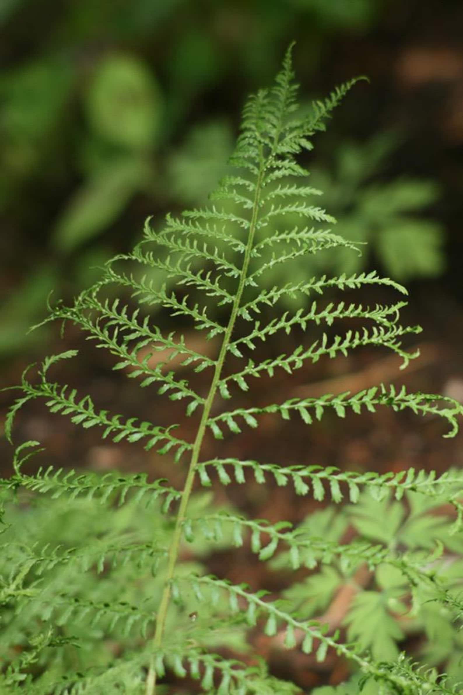 Dryopteris Filix-mas ‘linearis Polydactyla’ | Semi-evergreen Male Fern ...