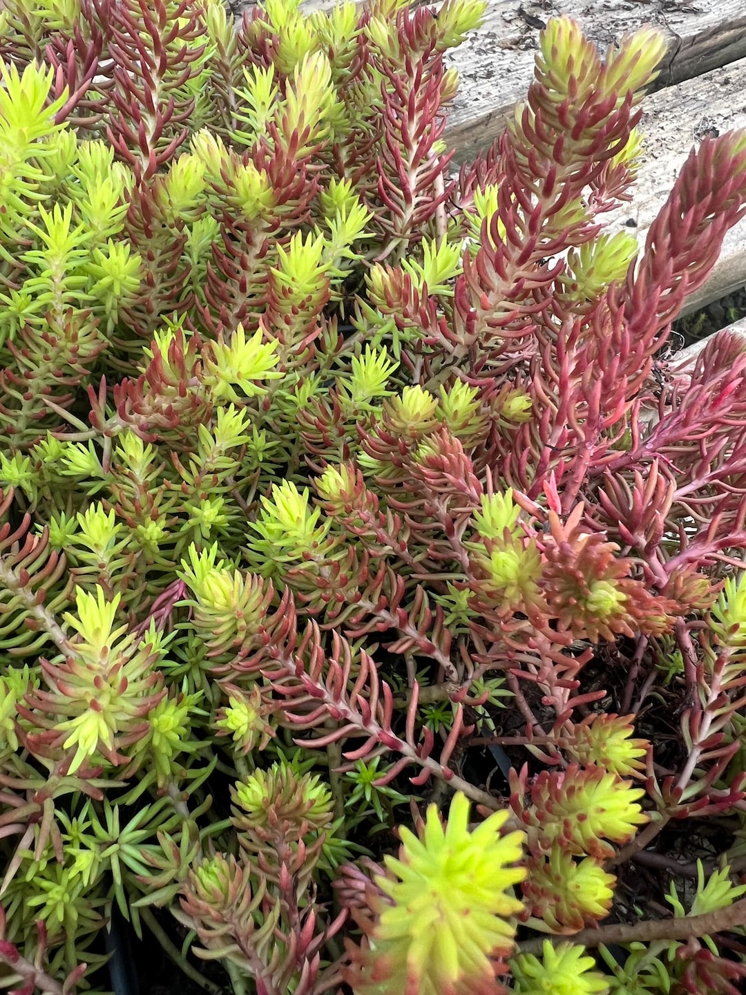 Sedum Solar Spice, Stonecrop Succulent, Cold Hardy Evergreen Carpet ...