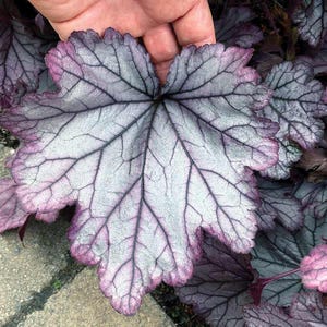 Heuchera 'spellbound' | Coral Bells, Semi-evergreen - Multiple Size ...