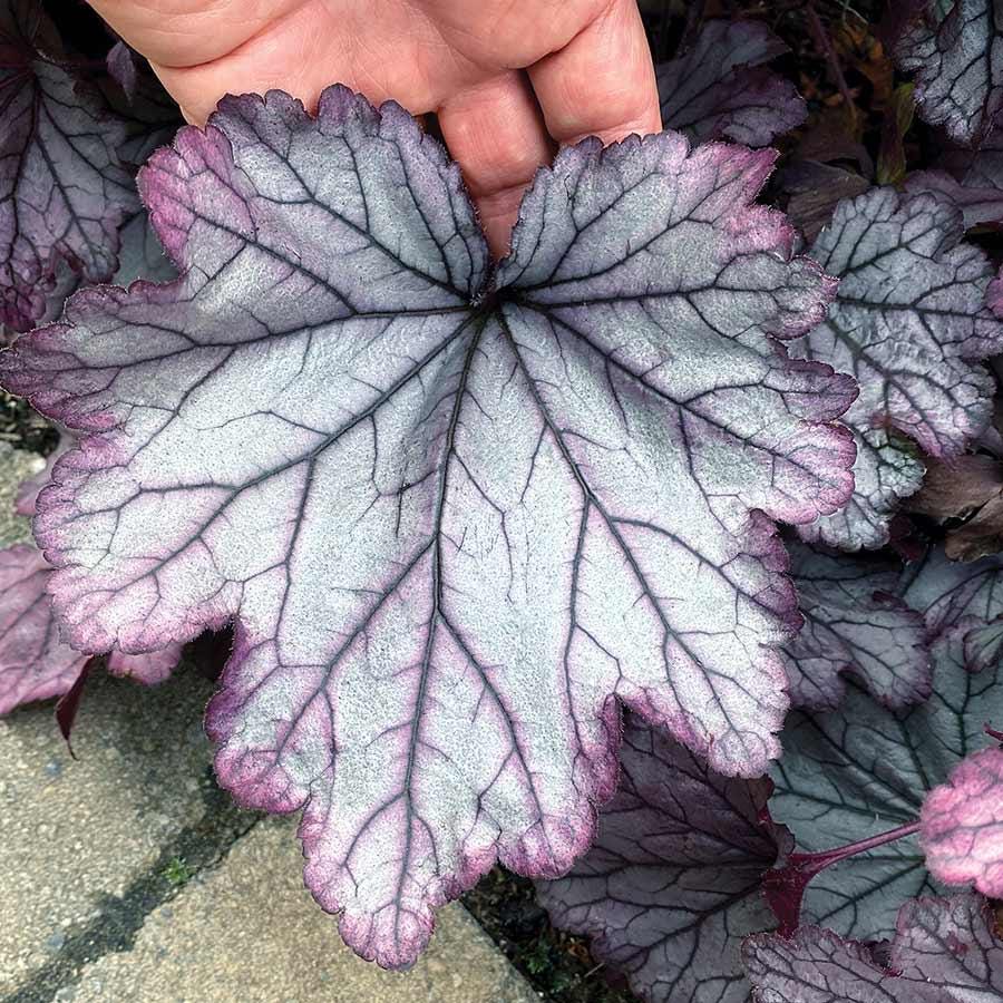 Heuchera 'spellbound' | Coral Bells, Semi-evergreen - Multiple Size ...