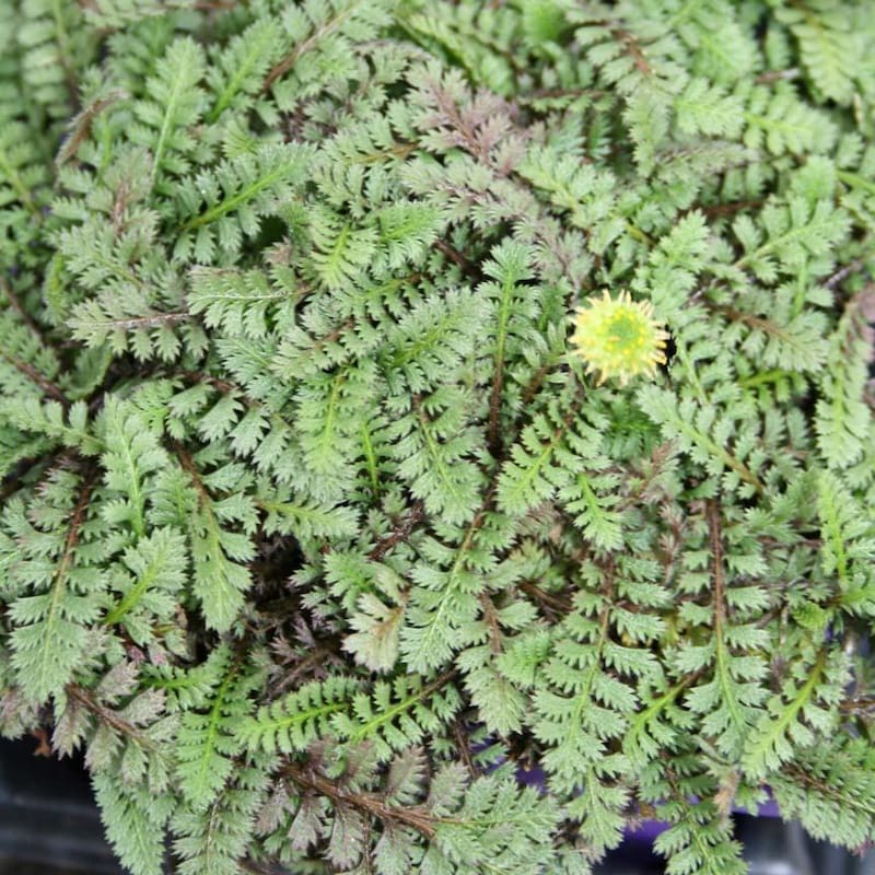 Miniature Ferns - Etsy