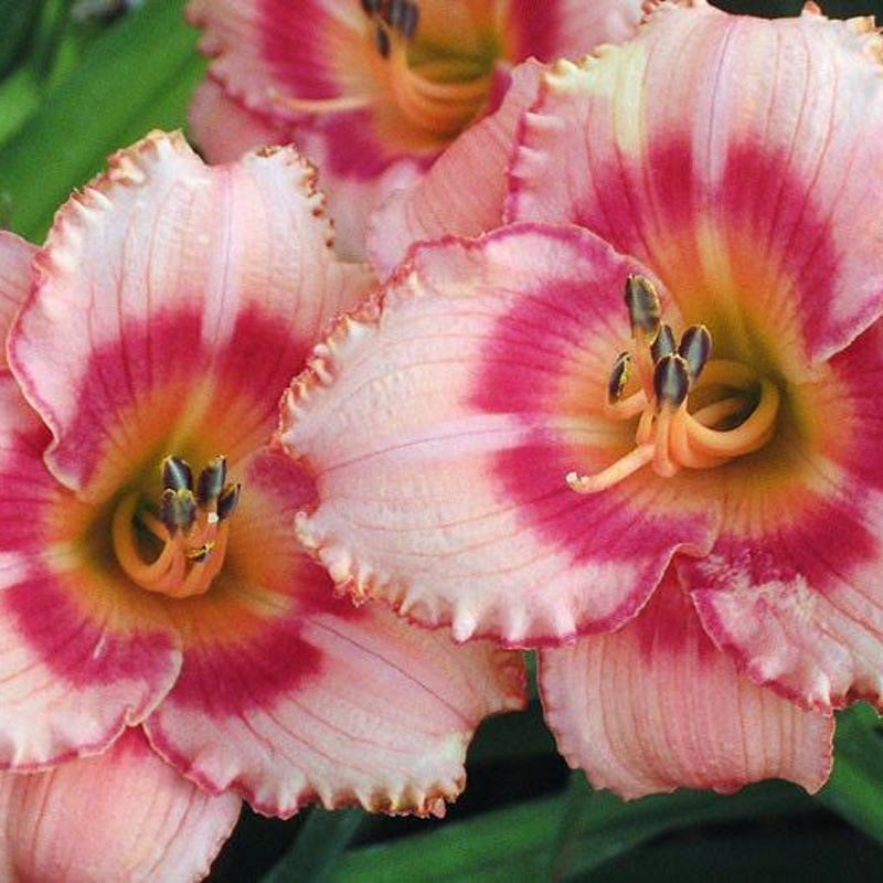 Daylily Strawberry - Etsy