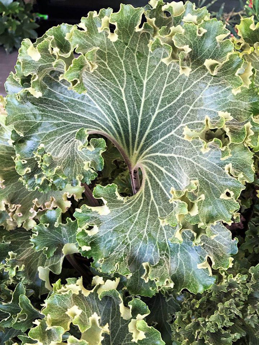 Farfugium Japonicum 'shishi Botan' | Rare Crested Leopard Plant | Shade ...
