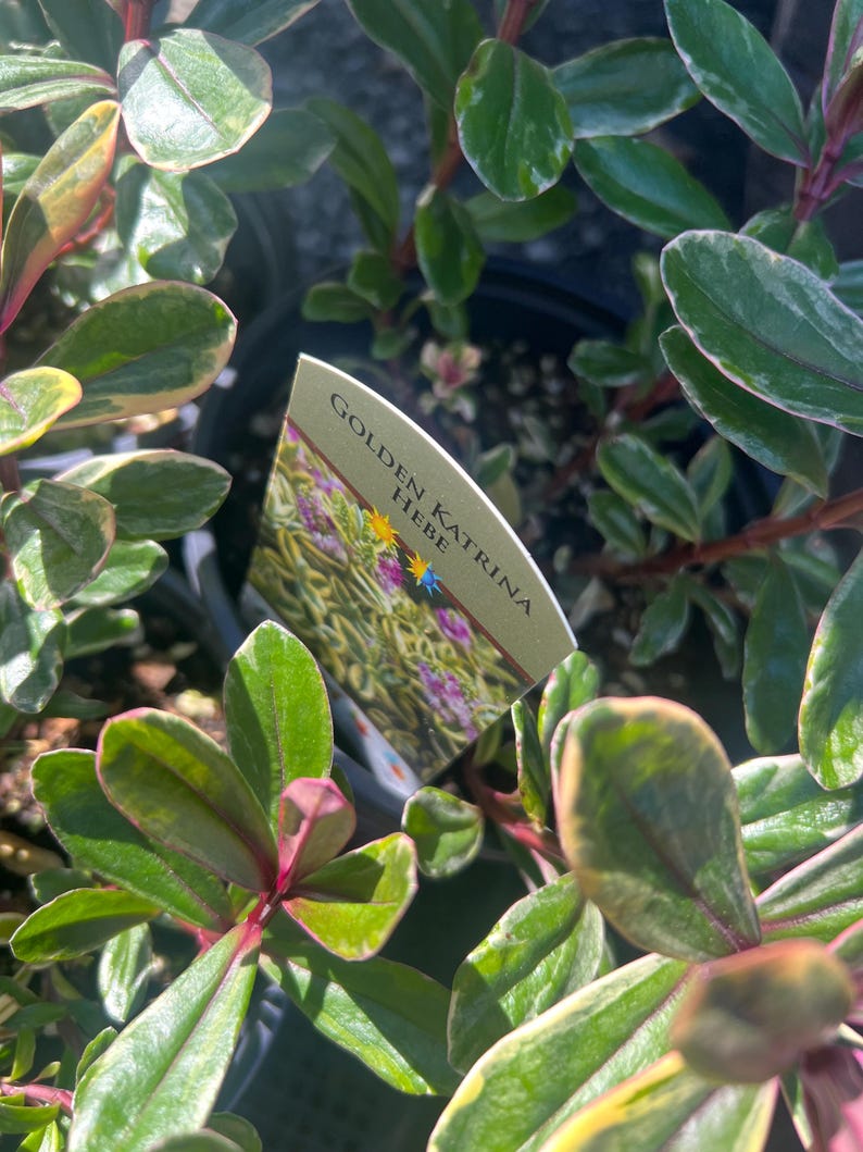 Hebe 'golden Katrina' | Tricolor Hebe, Compact Evergreen - Etsy