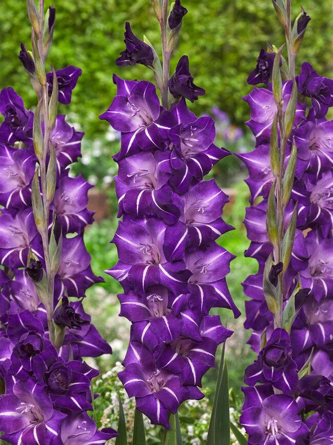 Gladiolus 'flirty' | Tall Unique Sword Lily | Large Flowering | Cut ...