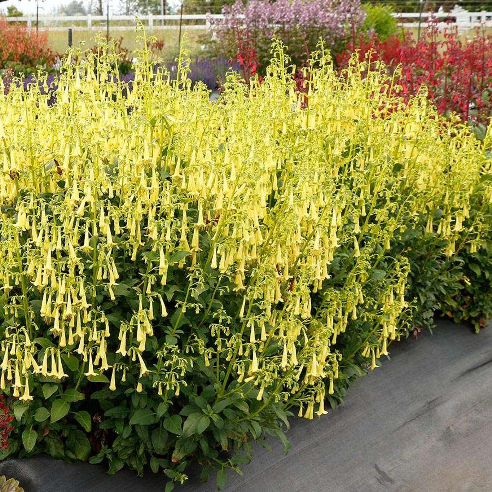 Phygelius Colorburst 'yellow' | Cape Fuchsia | USDA Zones 7-10 | Semi ...
