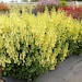 Phygelius Colorburst 'yellow' | Cape Fuchsia | USDA Zones 7-10 | Semi ...