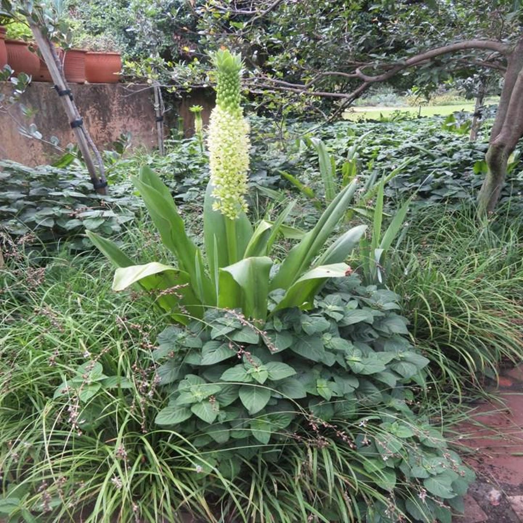 Eucomis Pole-evansii | Giant Pineapple Lily, Unique Perennial - Etsy
