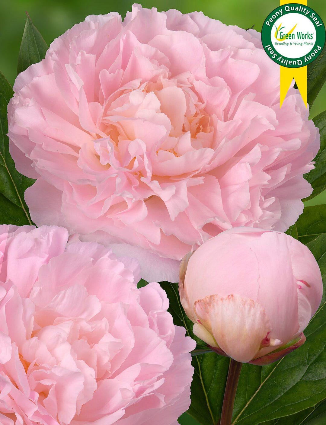 Peony 'alertie' | Double Soft Pink Peony | Paeonia Hybrid | Cut Flower ...