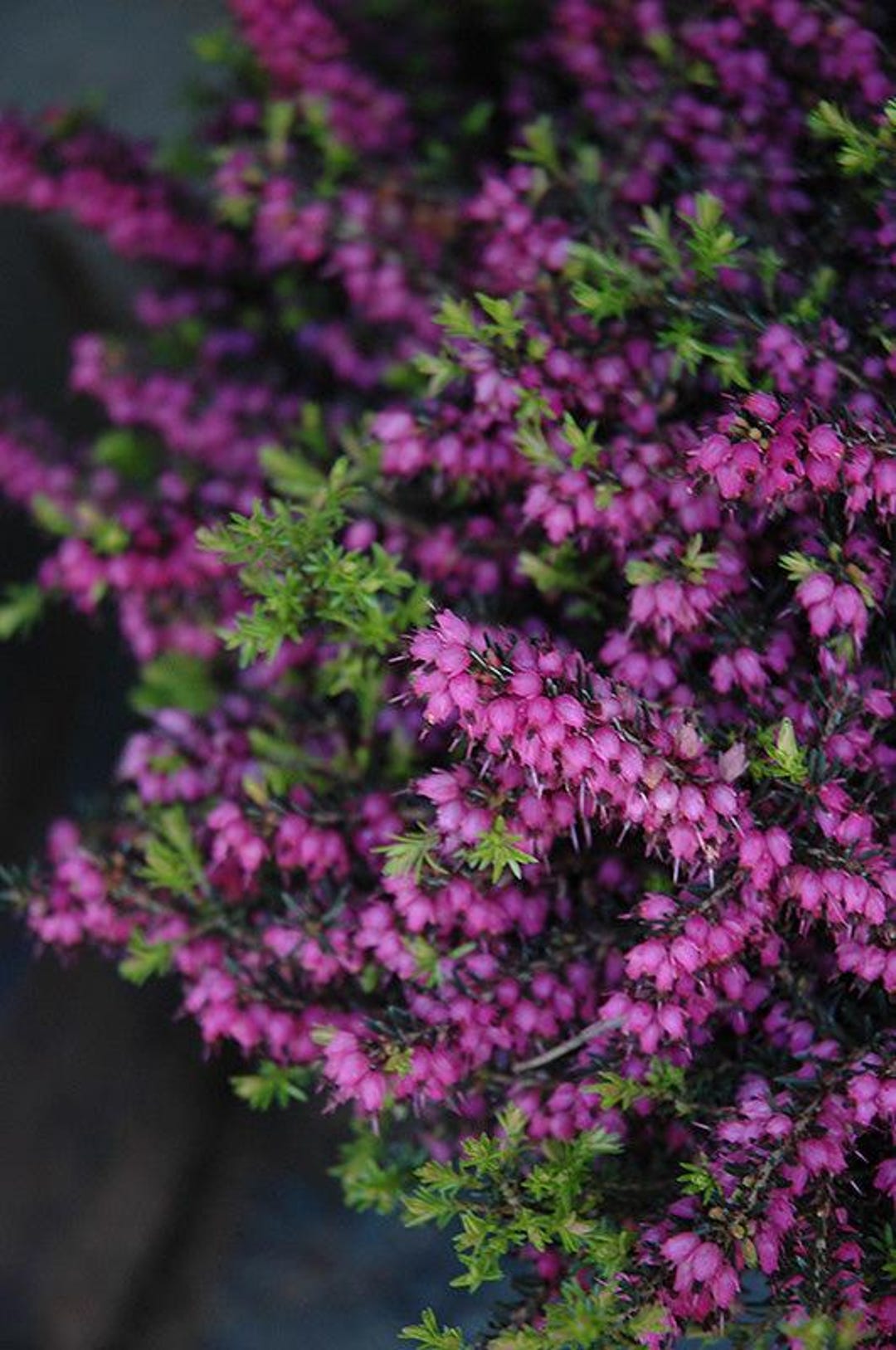 Erica Cinerea 'saskia' | Winter/spring Blooming Scottish Heather ...