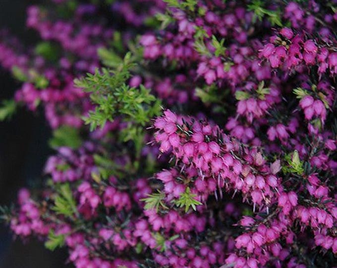 Erica Cinerea 'saskia' | Winter/spring Blooming Scottish Heather ...