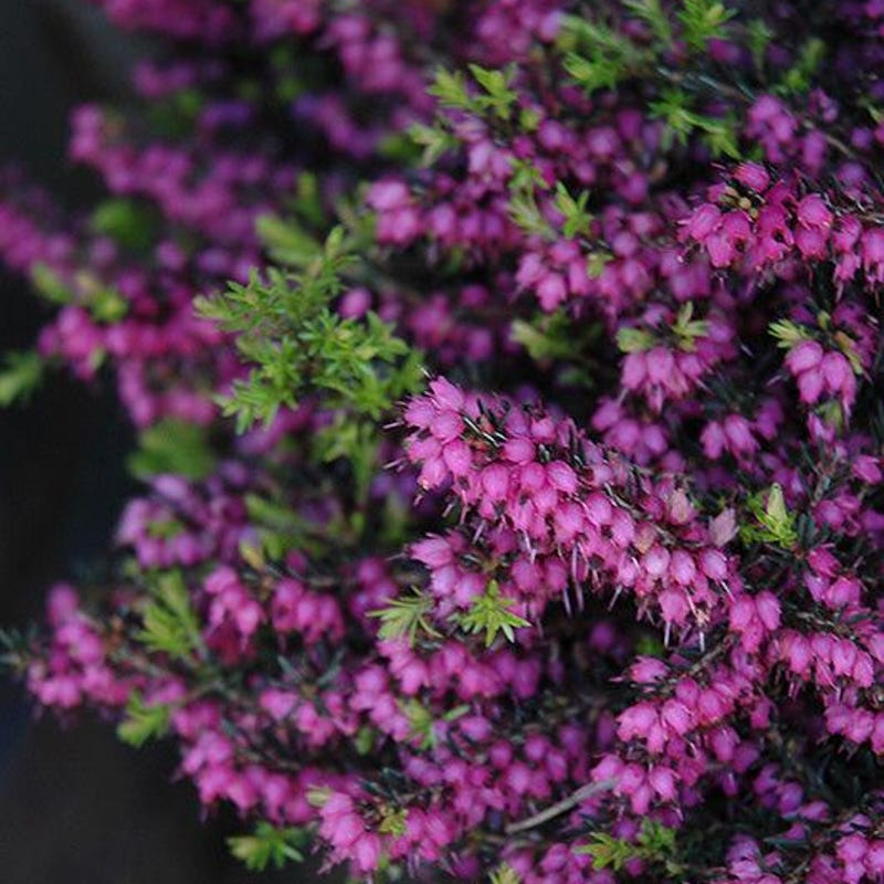 Scottish Heather - Etsy