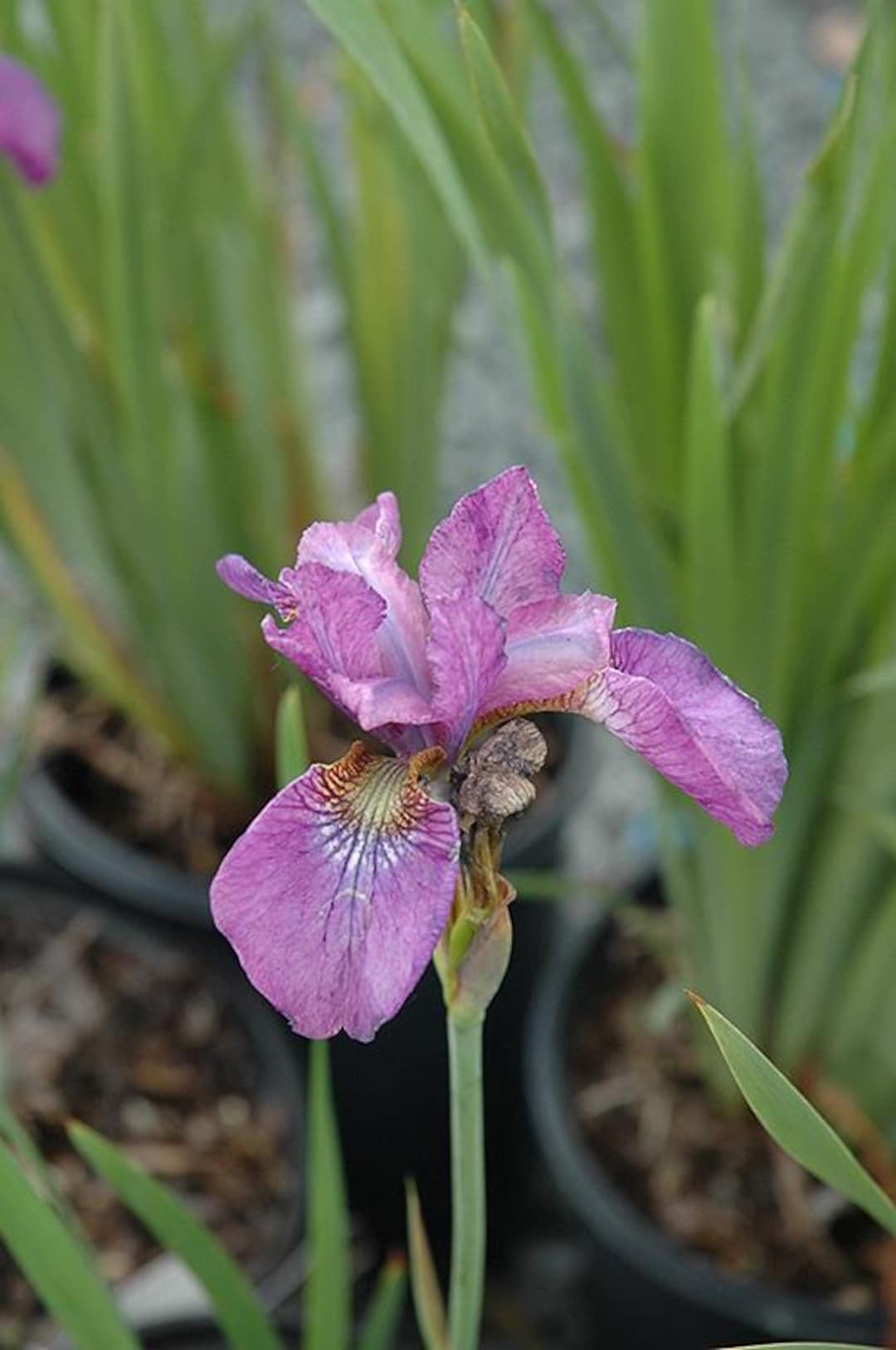 Iris Sibirica 'pink' | Siberian Iris | Hardy Perennial | USDA Zones 3–9 ...