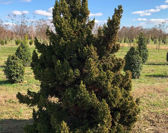 Cryptomeria Japonica 'black Dragon' | Japanese Cedar | Evergreen Tree ...