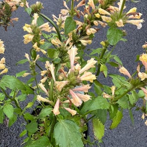 Agastache 'kudos Yellow' | Dwarf Hummingbird Mint | Compact Perennial ...