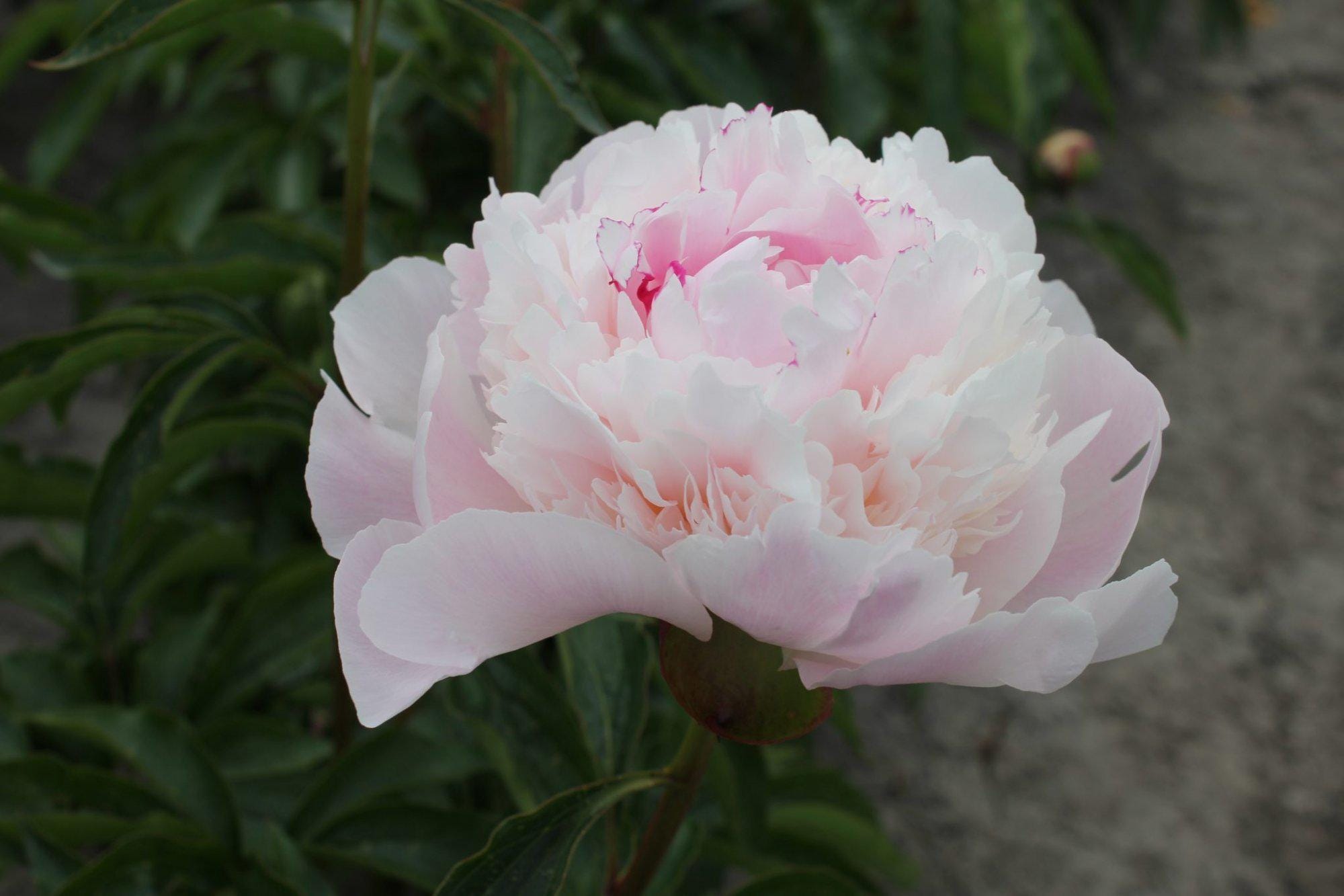 Peony 'alertie' | Double Soft Pink Paeonia, Fragrant Spring Flowering ...