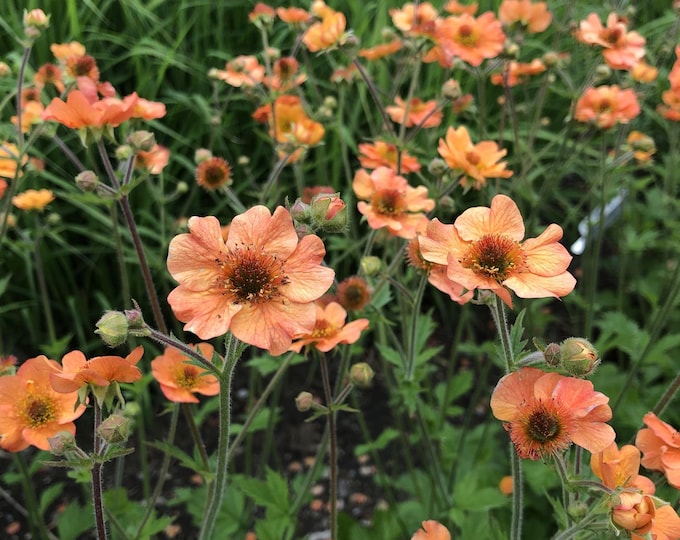 GEUM 'TOTALLY TANGERINE - Starter Plant - Dormant - Etsy