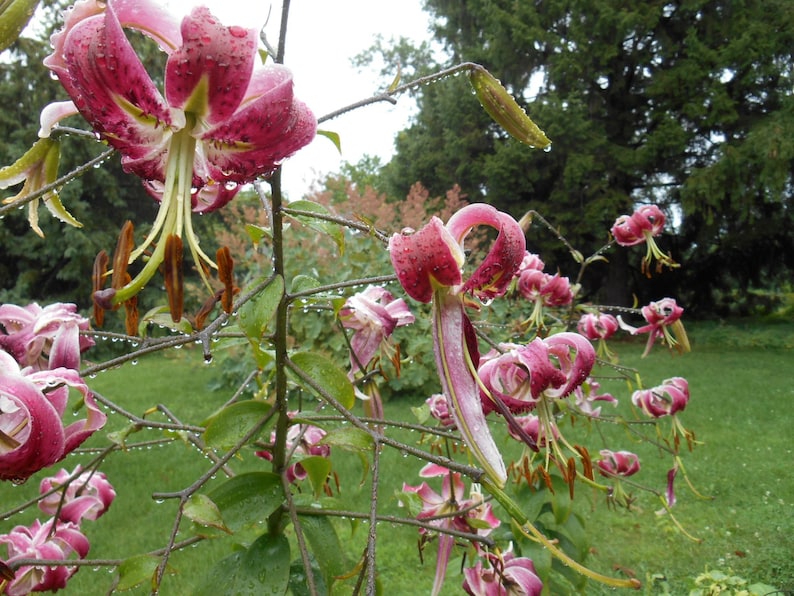 Lilium Speciosum 'rubrum' | Japanese Show Lily | Perennial Bulb | Large ...