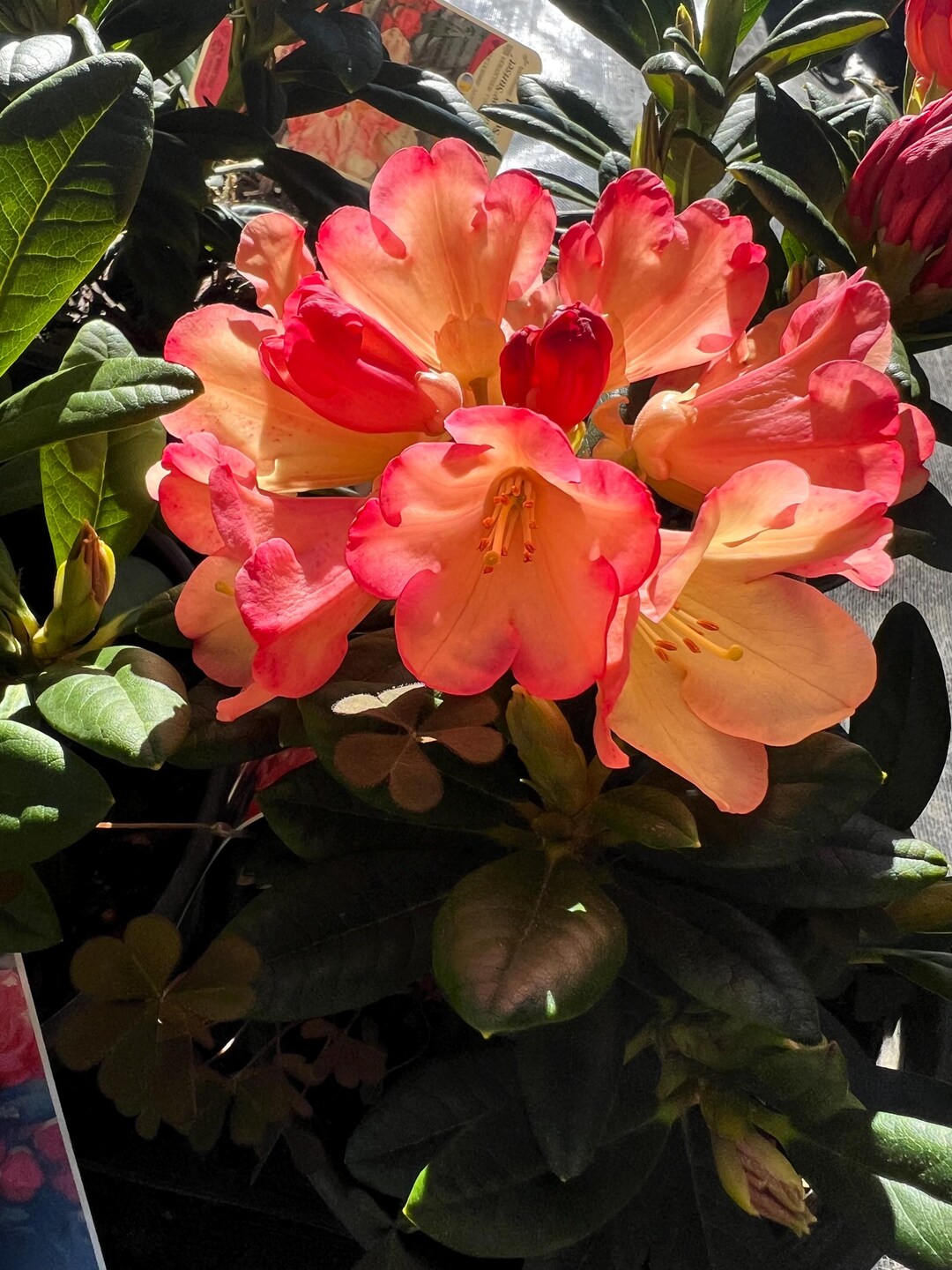 Rhododendron 'seaview Sunset' | Peach Rhododendron | Dwarf Evergreen ...
